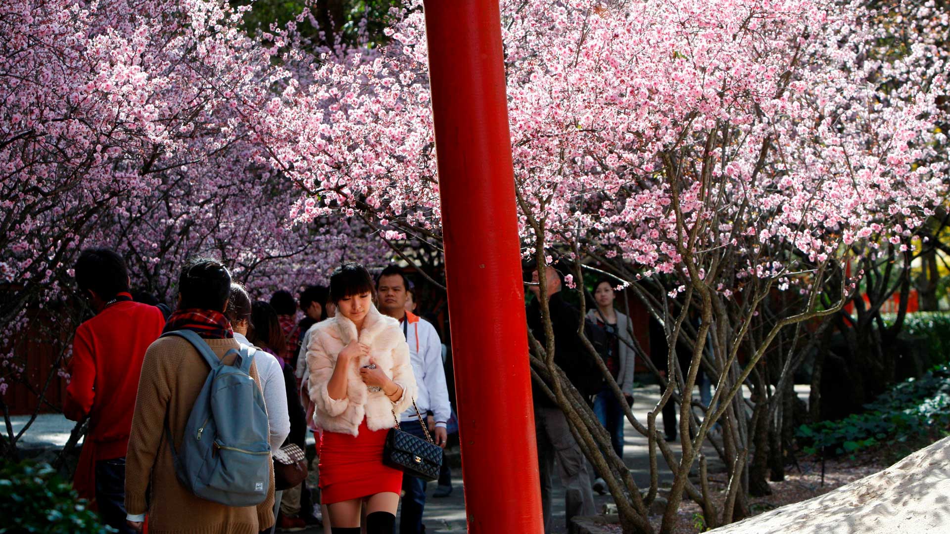 Sydney Cherry Blossom Festival 2018, Sydney | Concrete Playground Sydney