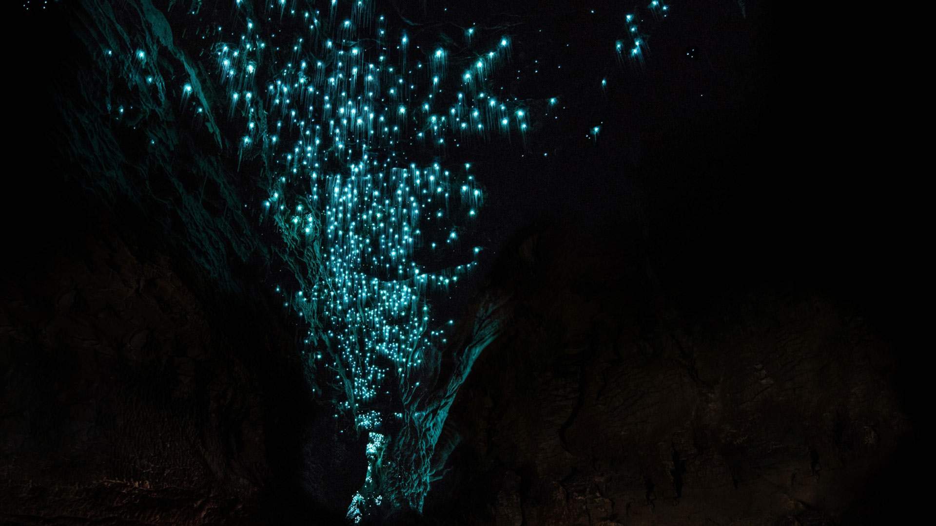 Te Anau Glow Worm Caves - Concrete Playground | Concrete Playground ...