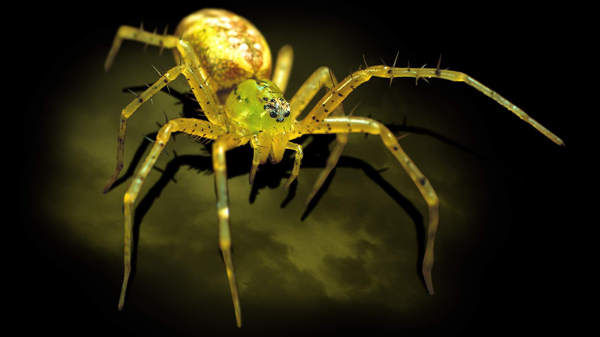 Spiders – The Exhibition, Brisbane | Concrete Playground Brisbane